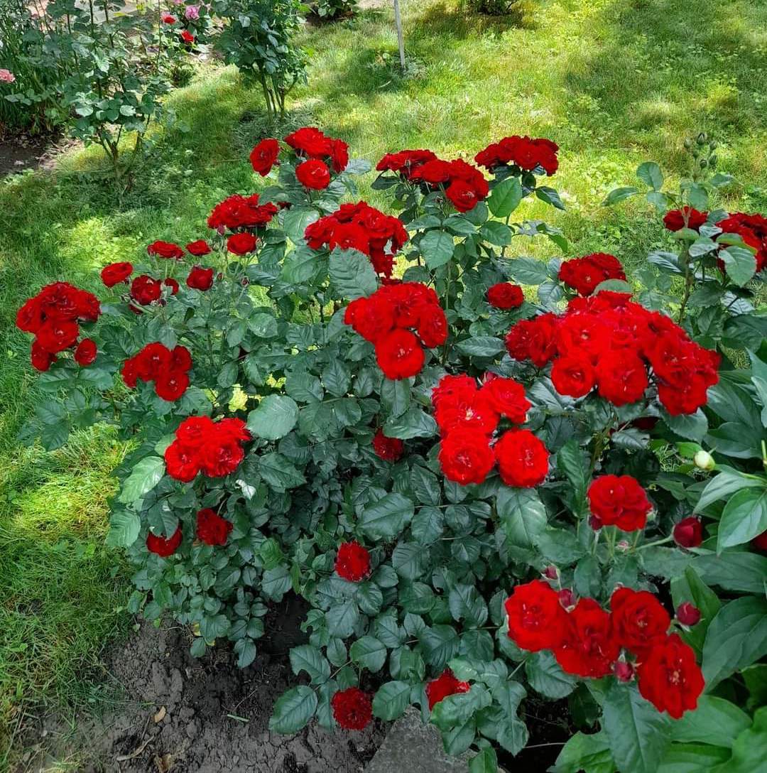 RO Trandafiri Pitici