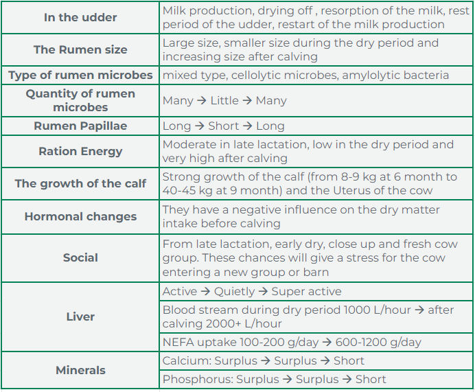 Cattle Transition Period And Changes During It Feedlance Insights