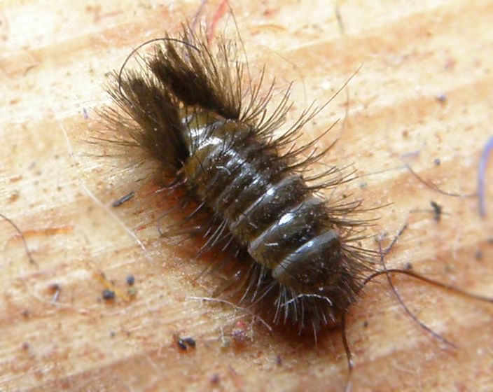 Skin Beetle & Moth Treatment: Protect Taxidermy and Insulation