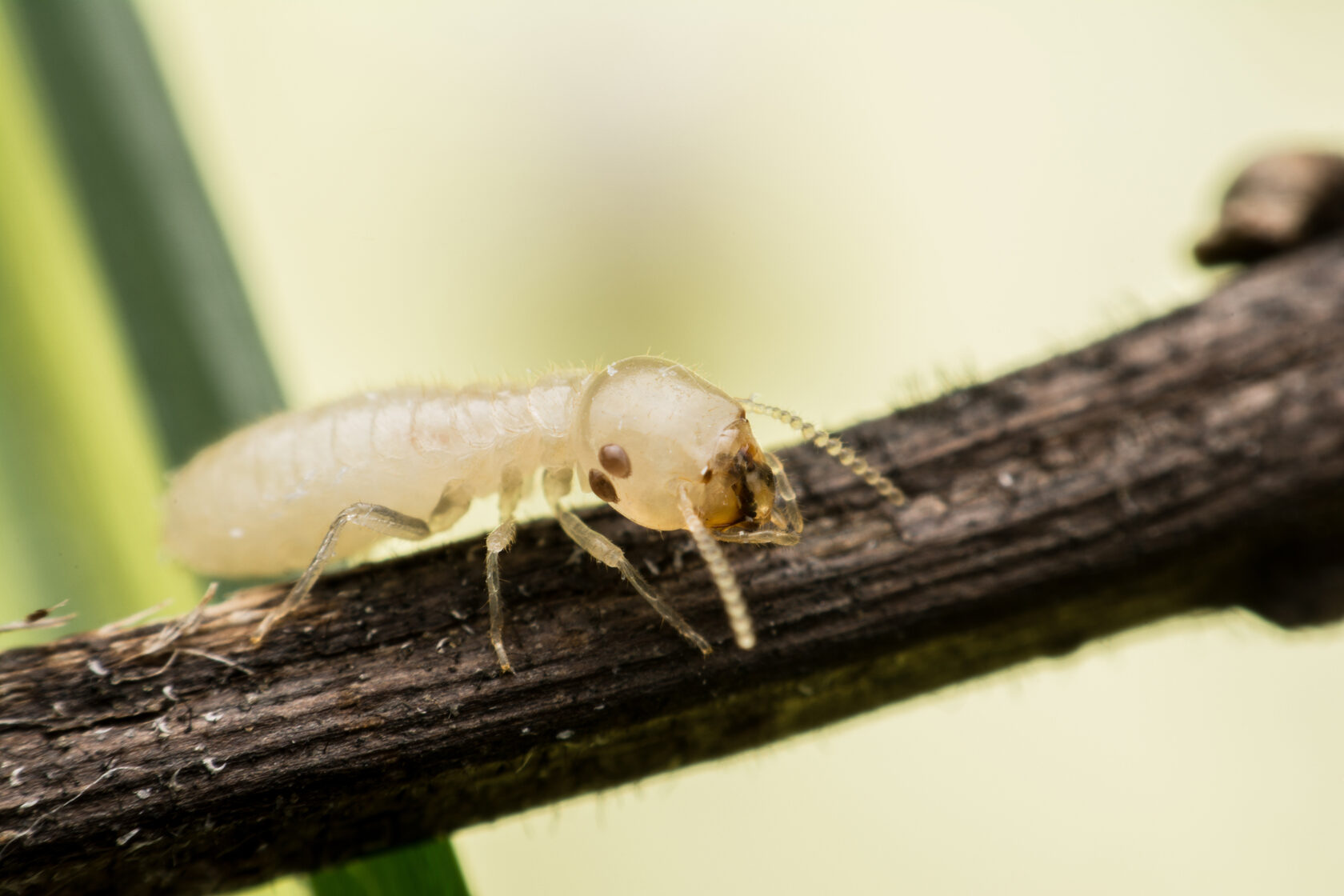 Drywood termites
