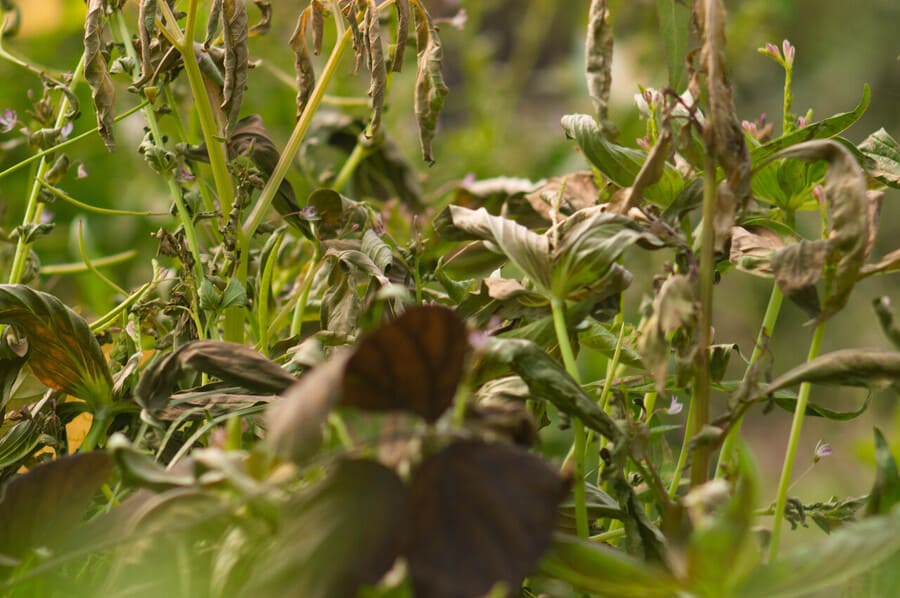 Deficiency and Excess of Micronutrients in Plants: How to Identify and ...
