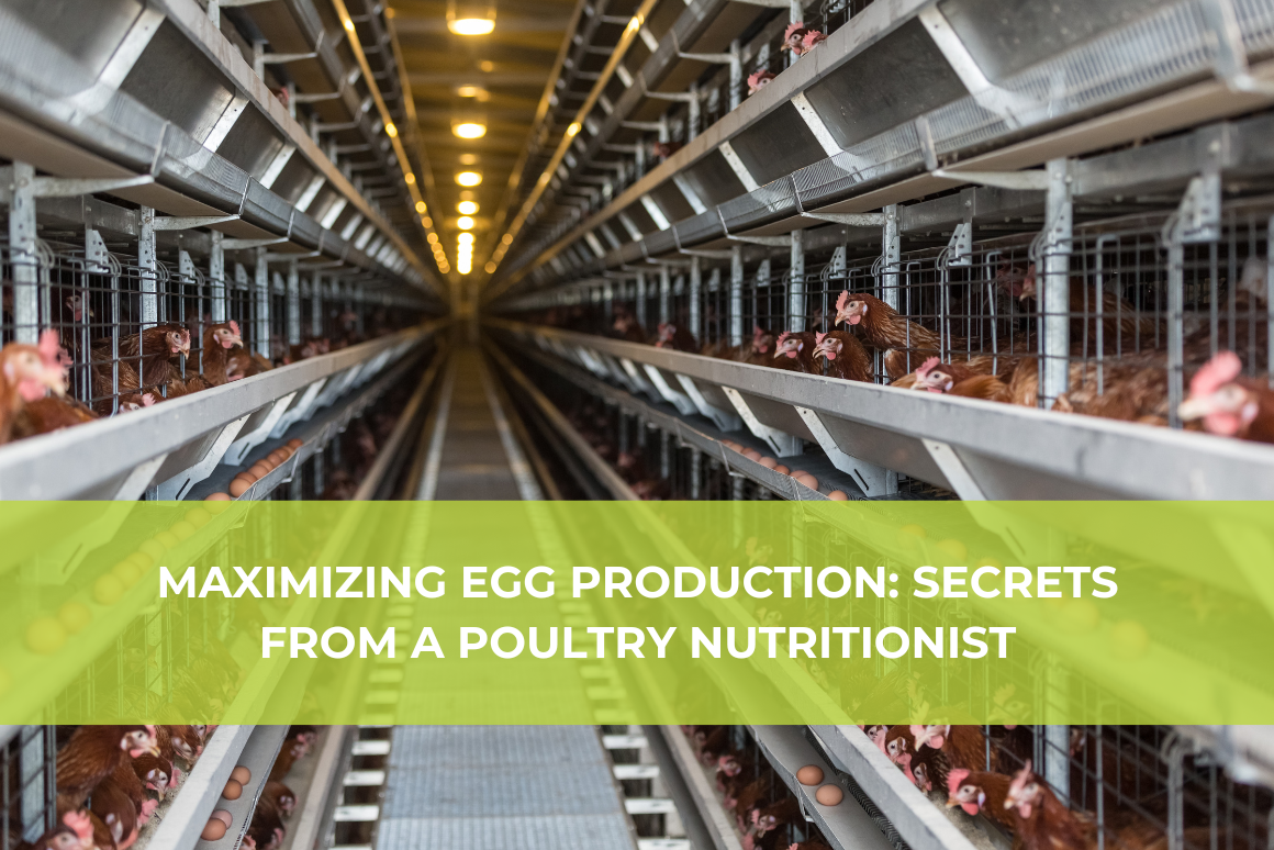 Maximizing egg production: secrets from a poultry nutritionist ...