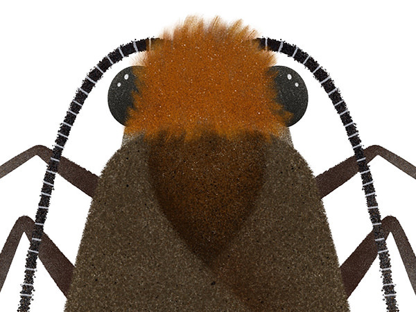 Museum Pests