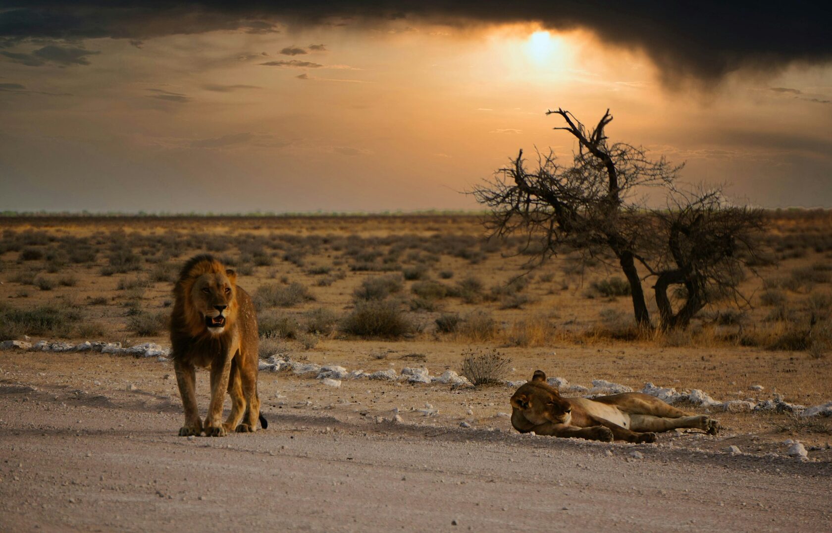 Namibia Tours from the USA | Desert Landscapes, Safari & Skeleton Coast ...
