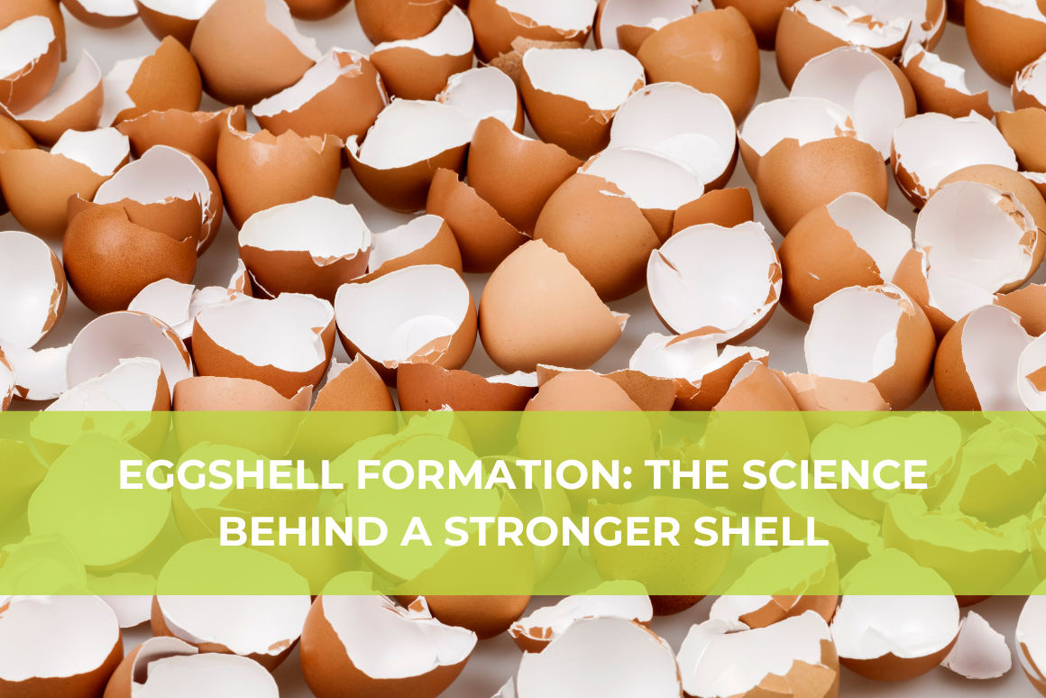 Eggshell formation: the science behind a stronger shell| FeedLance Insights