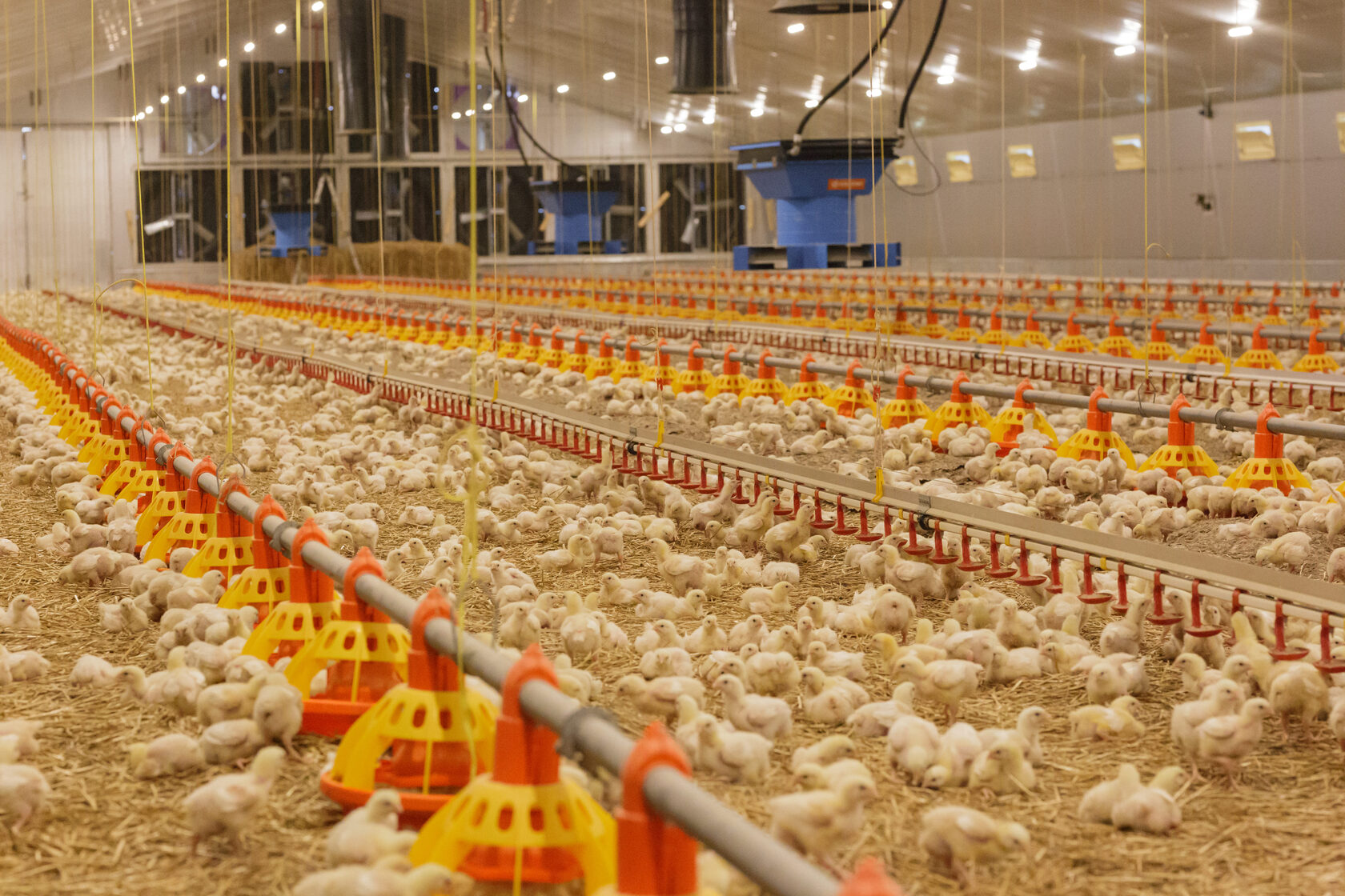 How to Protect Your Flock from Ascites: Causes, Prevention, and ...