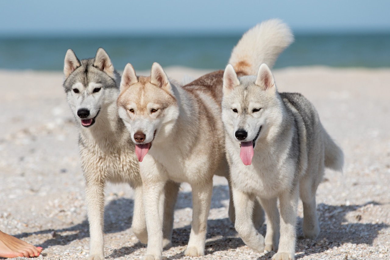 HAKUNA VOTA (FCI) Siberian husky kennel from Ukraine