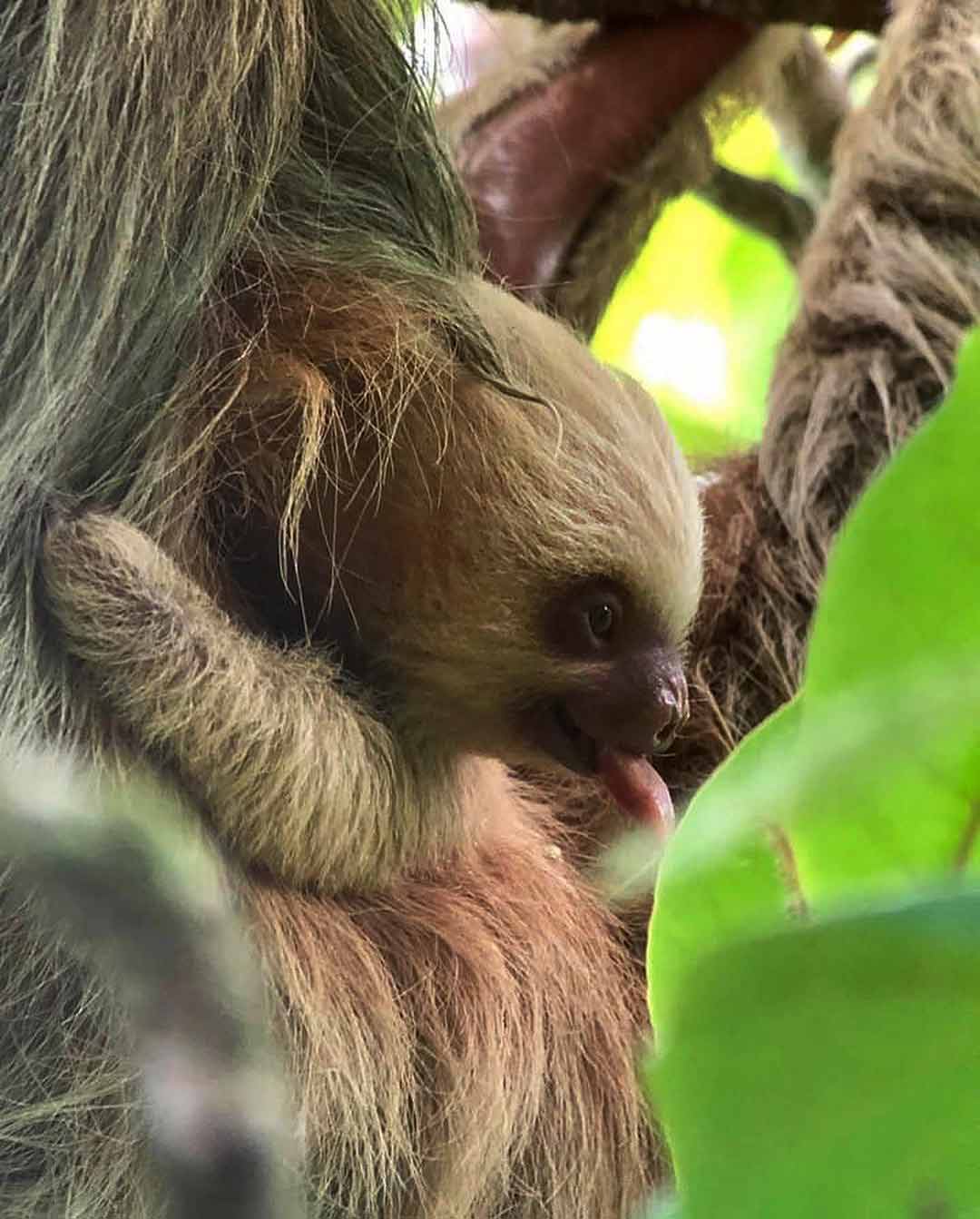 Wildlife Spotting in the Rainforest: What to Expect - A Guide for ...