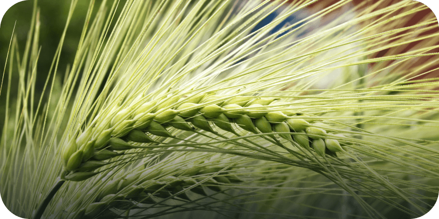 Grain trader in Dubai | Grain trading company Grainstar AST