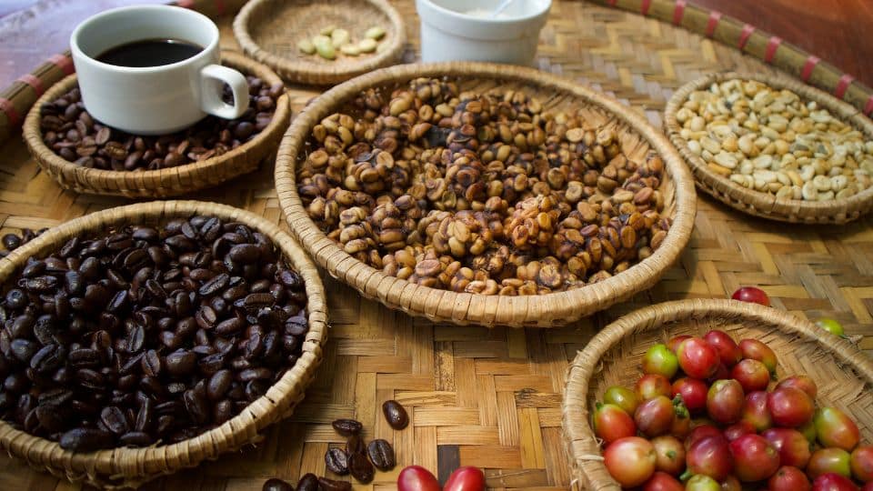 Cat Droppings Coffee: The Unusual Story of Kopi Luwak, the World's Most ...
