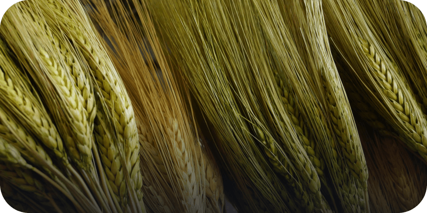 Grain trader in Dubai | Grain trading company Grainstar AST