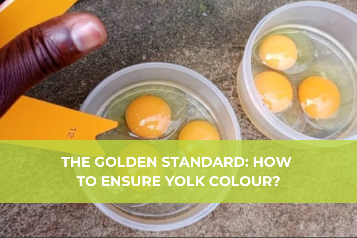 The golden standard: how to ensure yolk colour? | FeedLance Insights