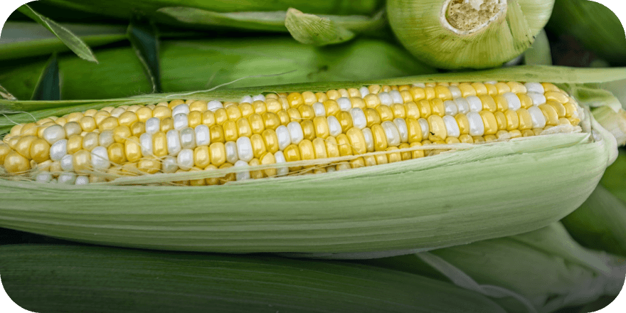 Grain trader in Dubai | Grain trading company Grainstar AST