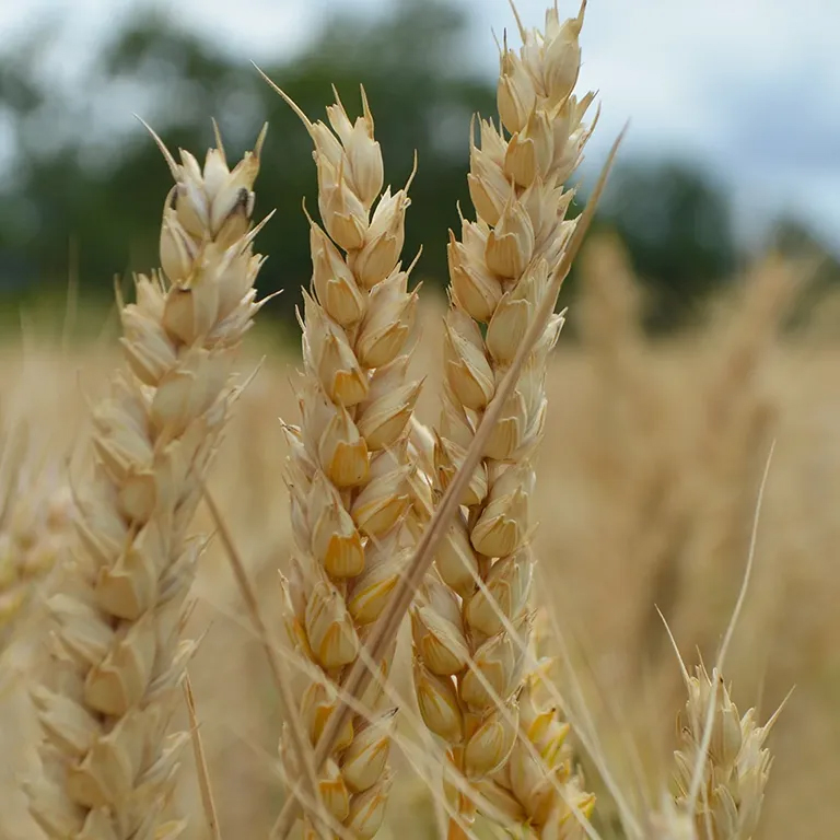 Wheat bran exporter in UAE, wheat bran trader | Grainstar AST