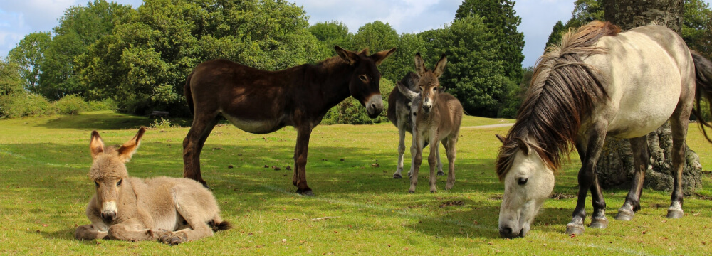 “The Colour of Cyprus” donkey safari, excursion in Cyprus | Open Greece