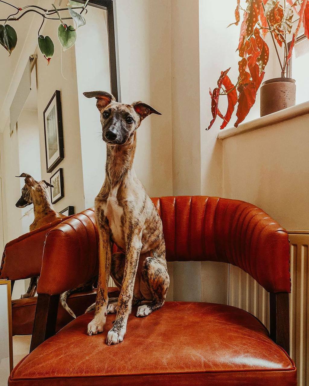 Shutter Studio — App for Virtual Photo Shoots