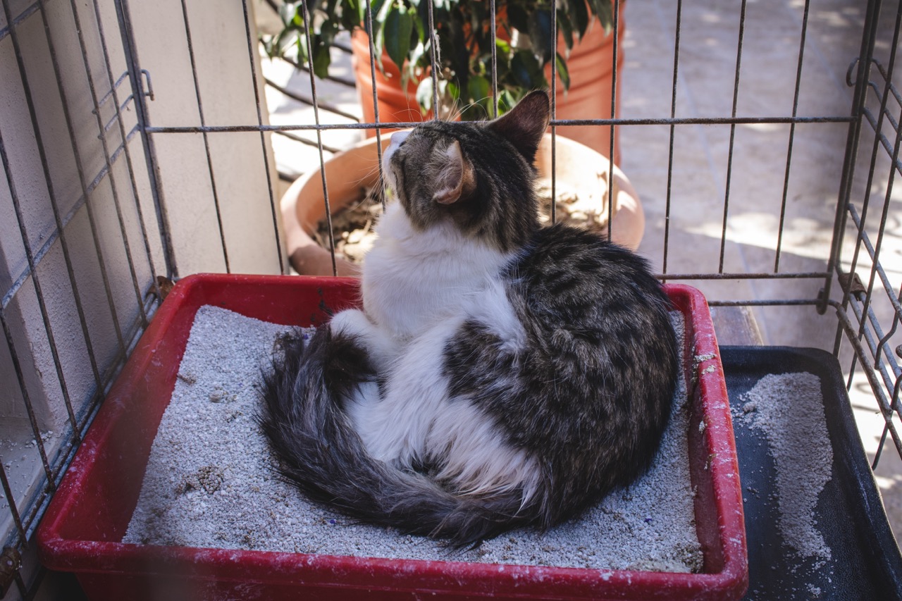 Freedom Sanctuary Rescue and Adoption