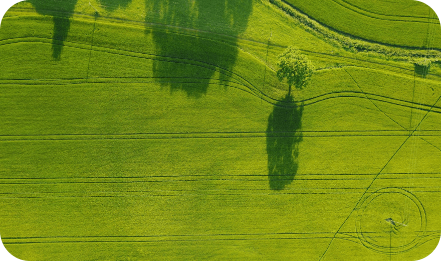 Grain trader in Dubai | Grainstar AST