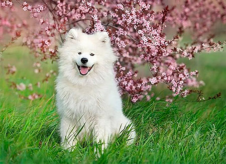Стиль №19 Happy Samoyed. Самоїд