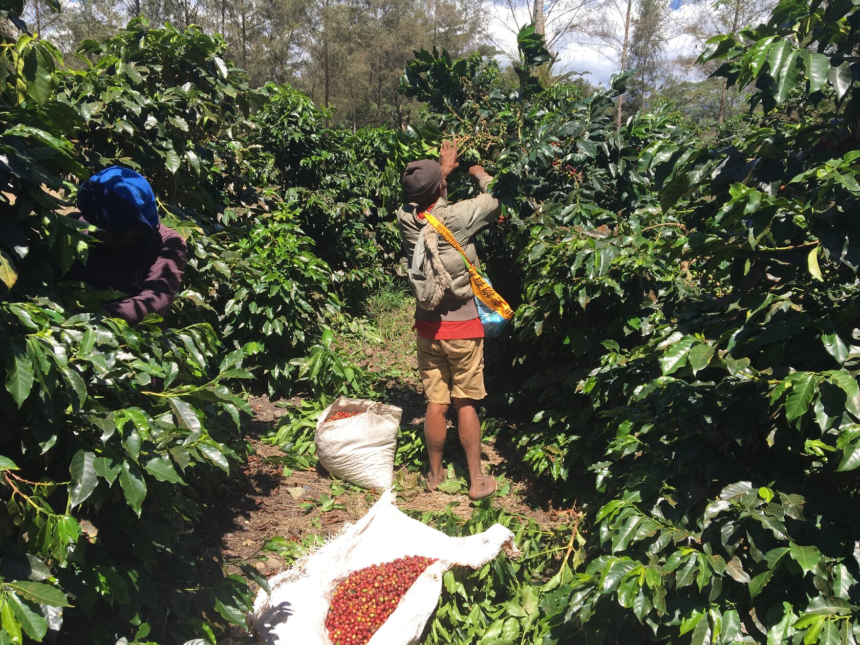 Papua New Guinea Coffee
