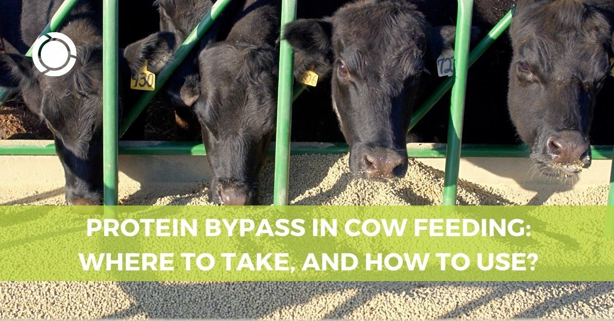 Protein bypass in cow feeding: where to take, and how to use