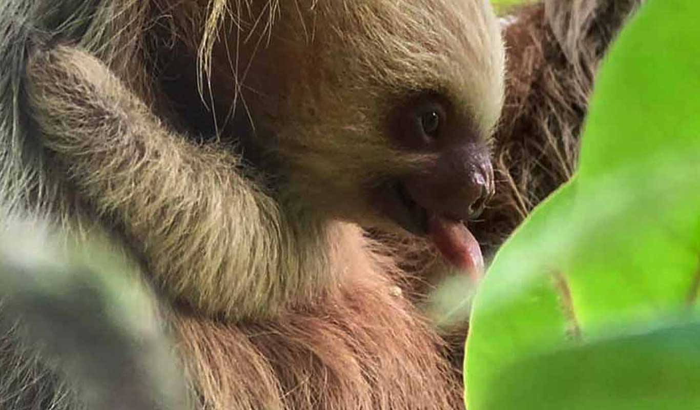 Wildlife Spotting in the Rainforest: What to Expect - A Guide for ...