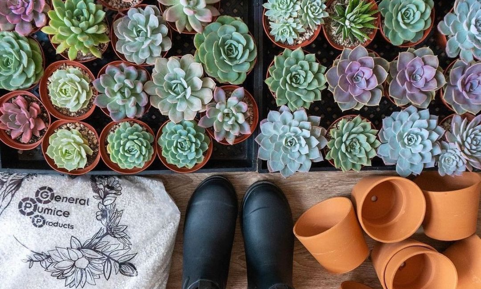 Top Plant Influencers of 2025 To Follow