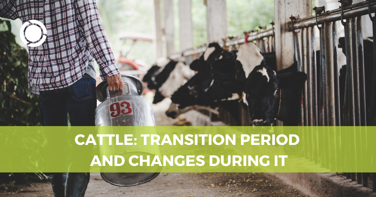 CATTLE: Transition period and changes during it | FeedLance Insights