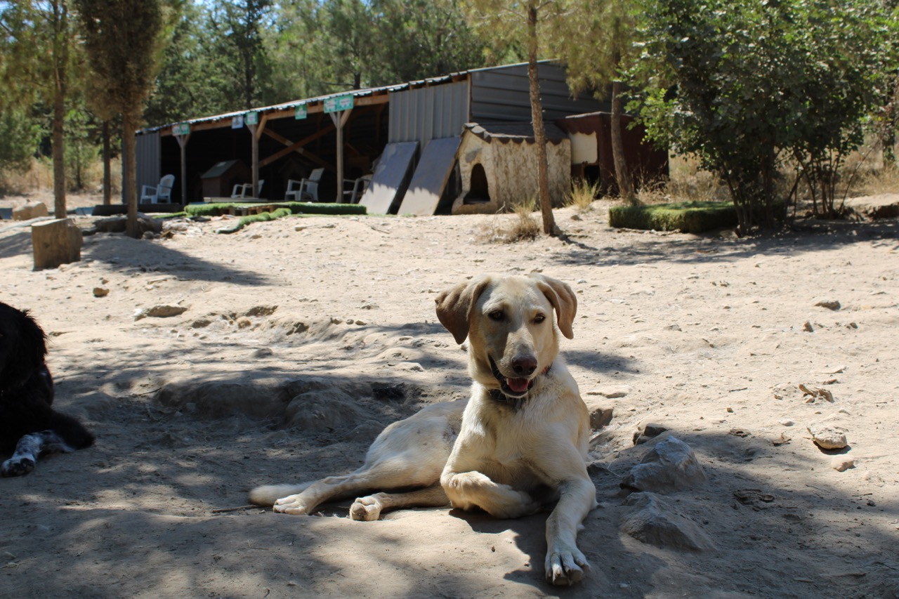 Freedom Sanctuary Rescue and Adoption