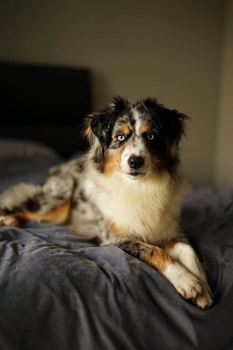 Про породу Mas Ua