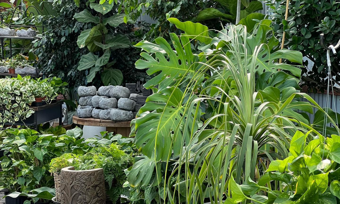 Top Plant Influencers of 2025 To Follow