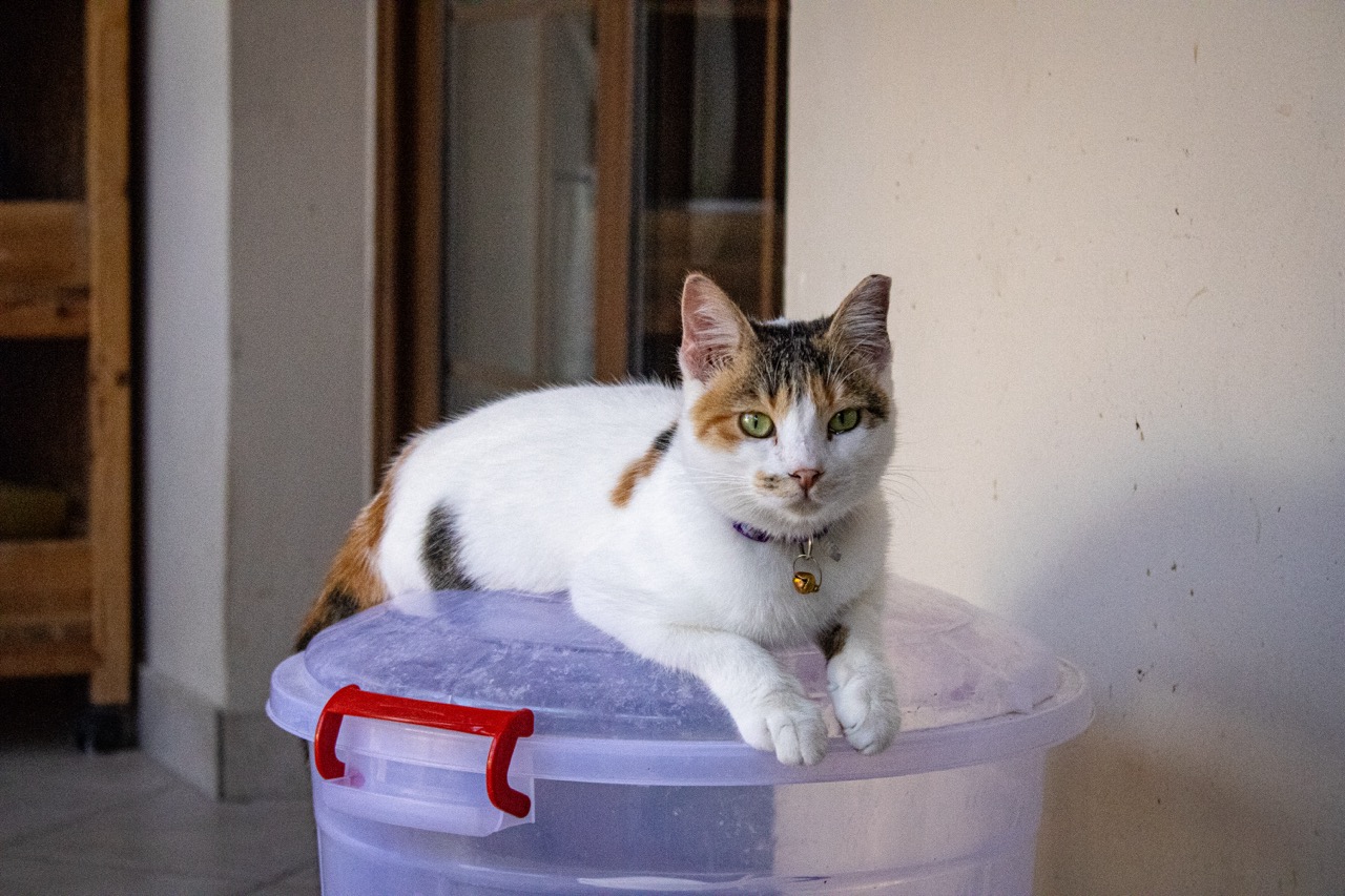 Freedom Sanctuary Rescue and Adoption