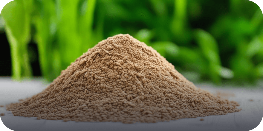 Grain trader in Dubai | Grain trading company Grainstar AST