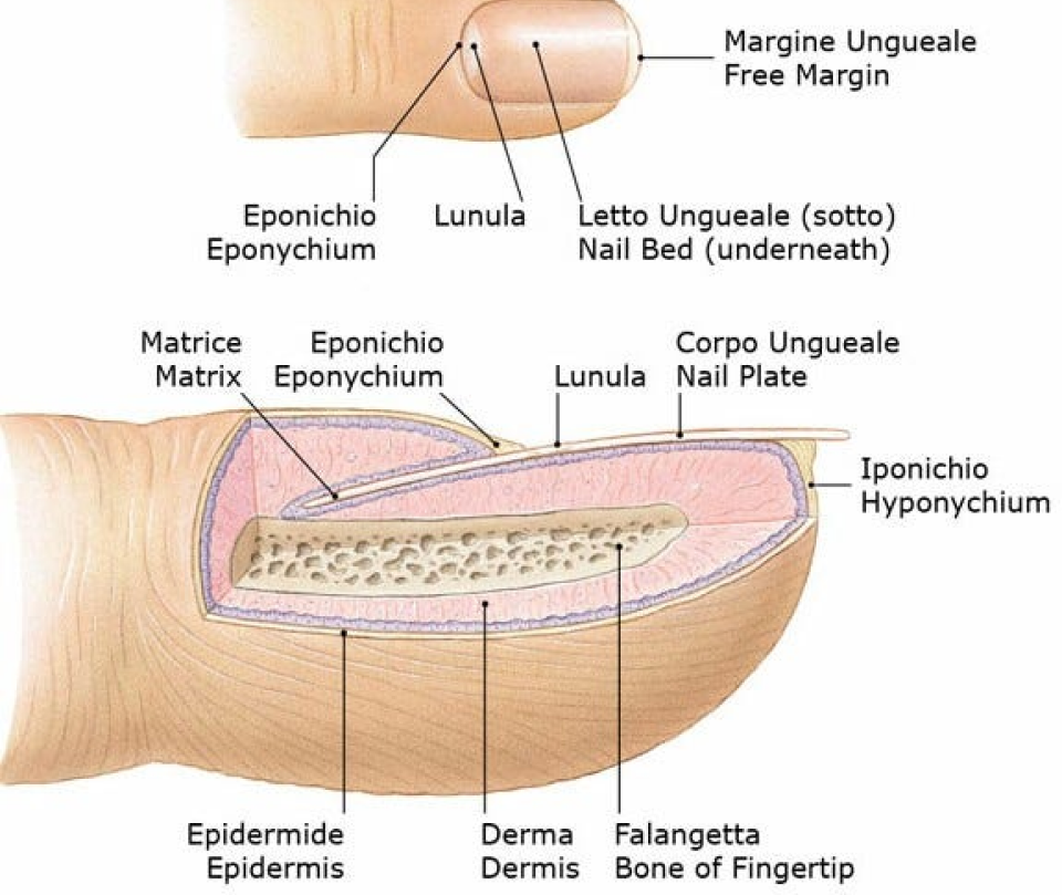 Anatomia dell’unghia: struttura e funzioni | Nails Secrets