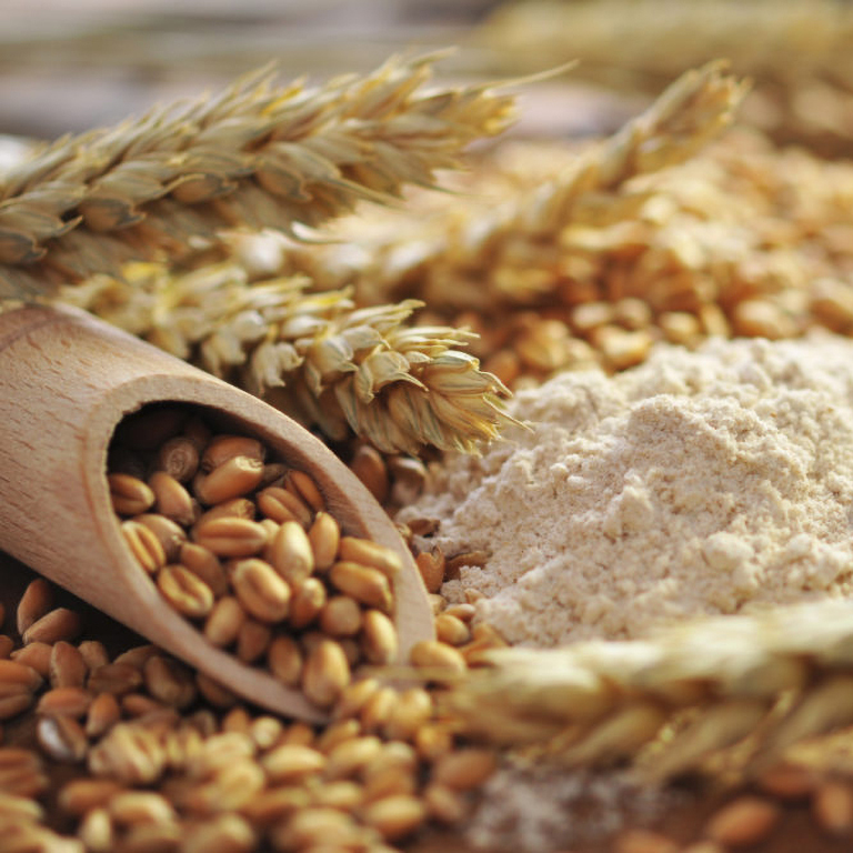 Wheat flour exporter in UAE, flour trader | Grainstar AST