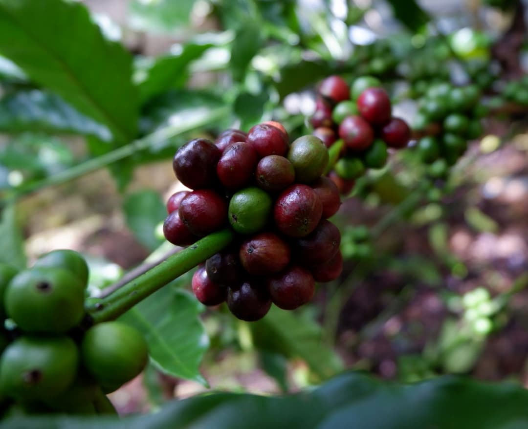Robusta Coffee Beans: Everything You Need to Know About the Bold and ...