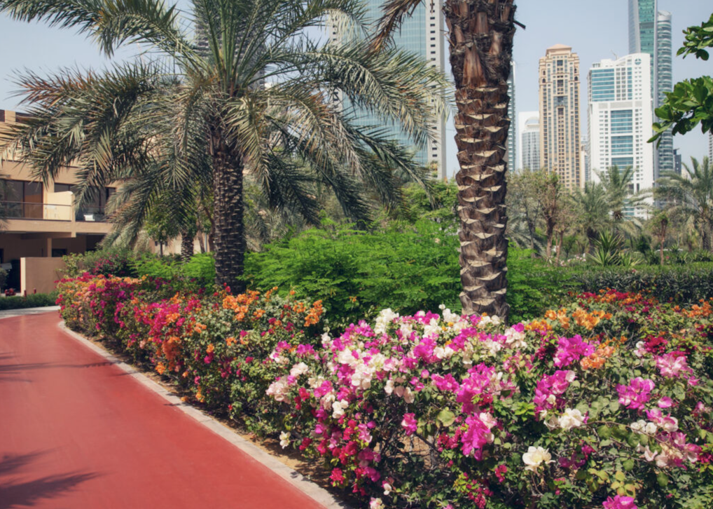 Green Scapes - Award Winning Landscaping company in Dubai, United Arab ...