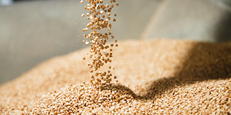 Grain trader in Dubai | Grain trading company Grainstar AST