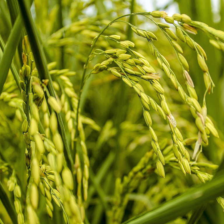 Rice exporter in UAE, rice supplier | Grainstar AST