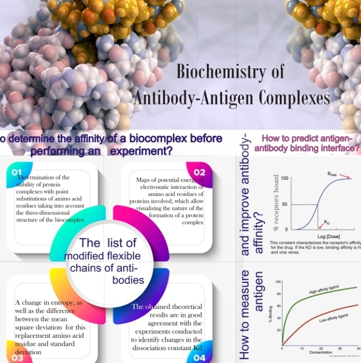 Antibody Affinity