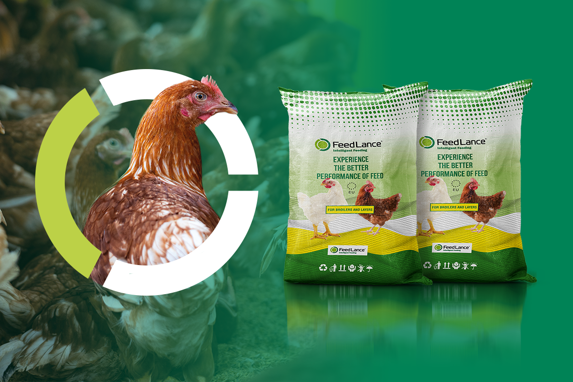 Feed concentrates for broilers and layers: how to maximize your poultry ...
