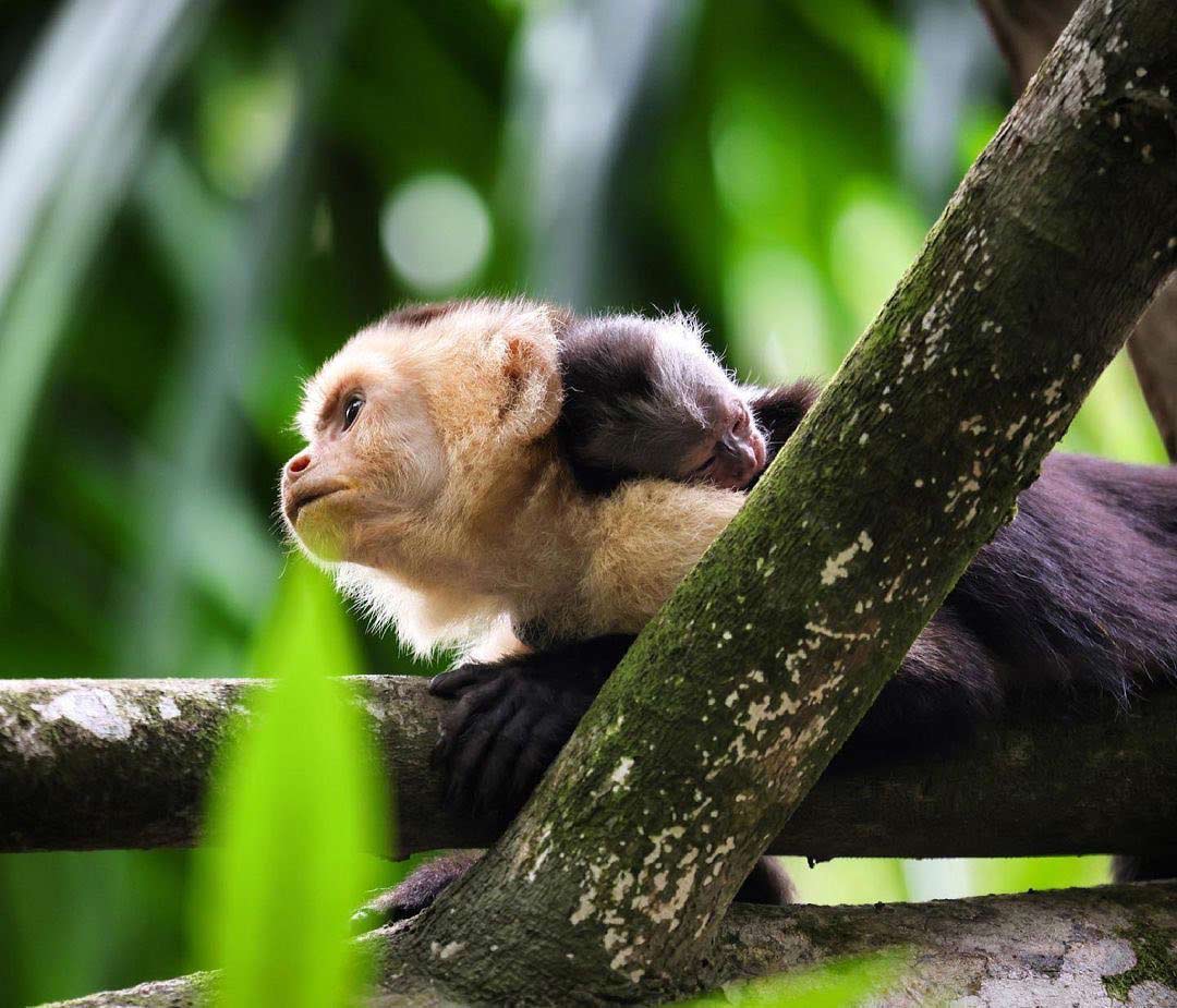 A Guide to the Different Types of Monkeys in Manuel Antonio, Costa Rica