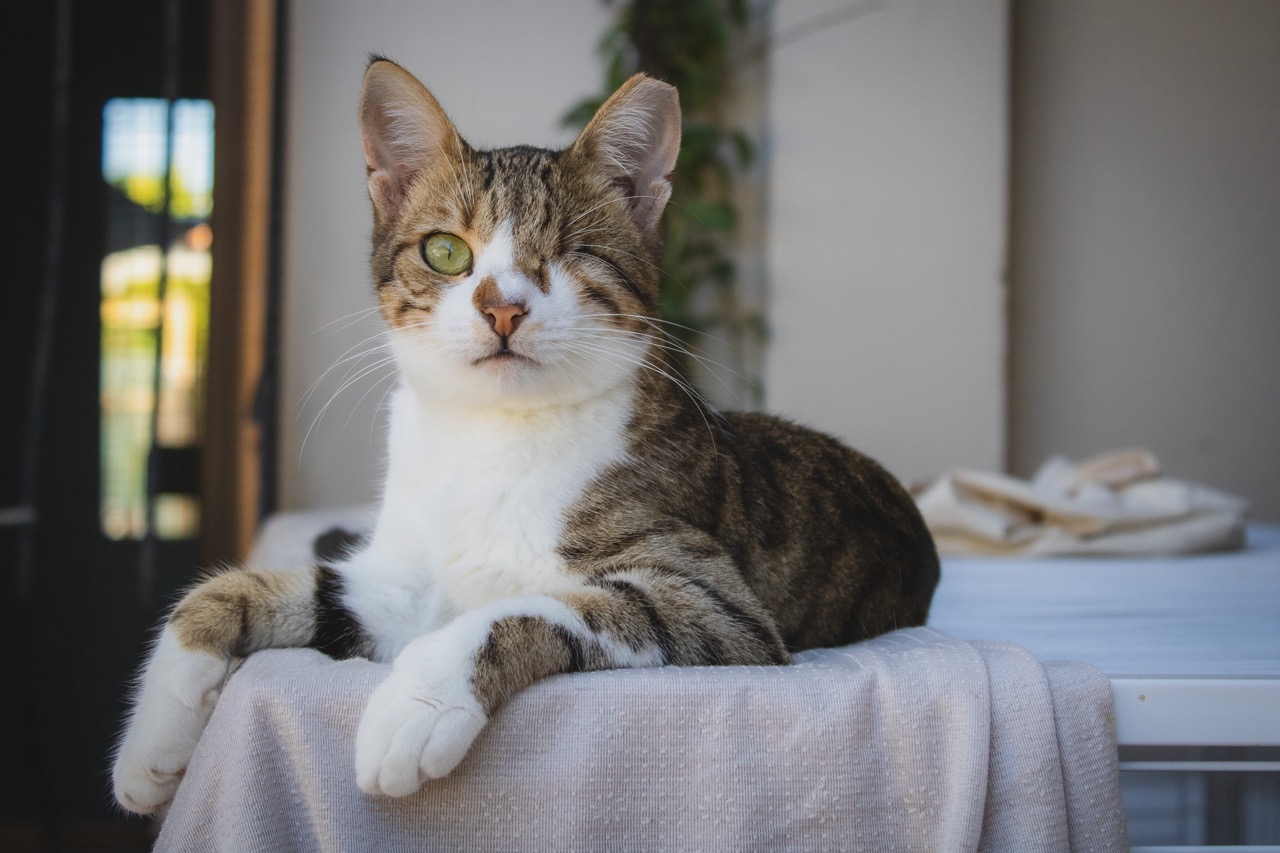 Freedom Sanctuary Rescue and Adoption