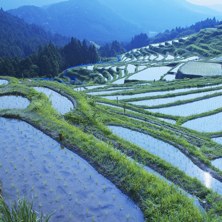 Rice supplier in UAE, rice exporter | Grainstar AST