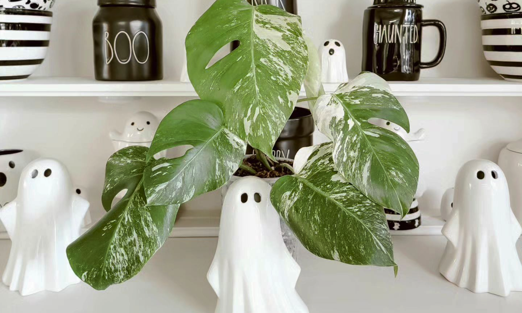 Top Plant Influencers of 2025 To Follow