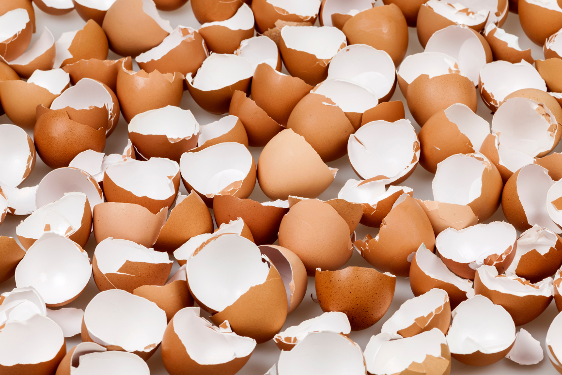 Eggshell formation: the science behind a stronger shell| FeedLance Insights