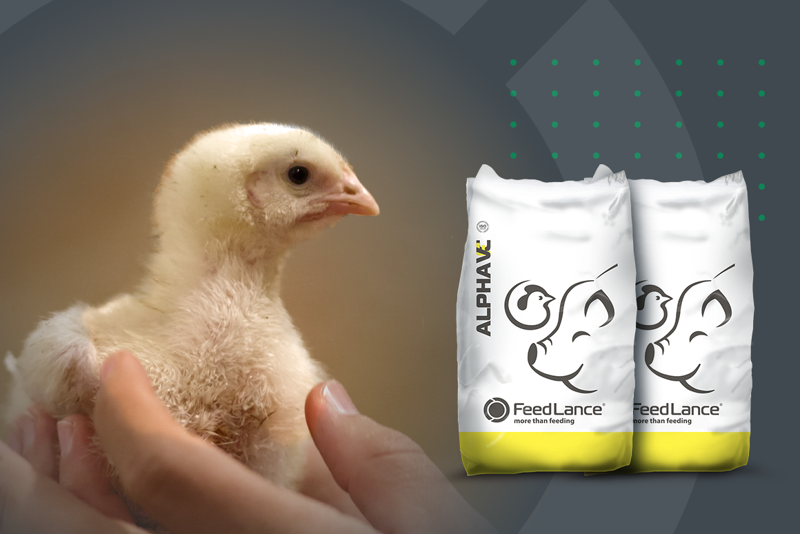 The importance of pre-starter feed: giving chicks a strong start with ...