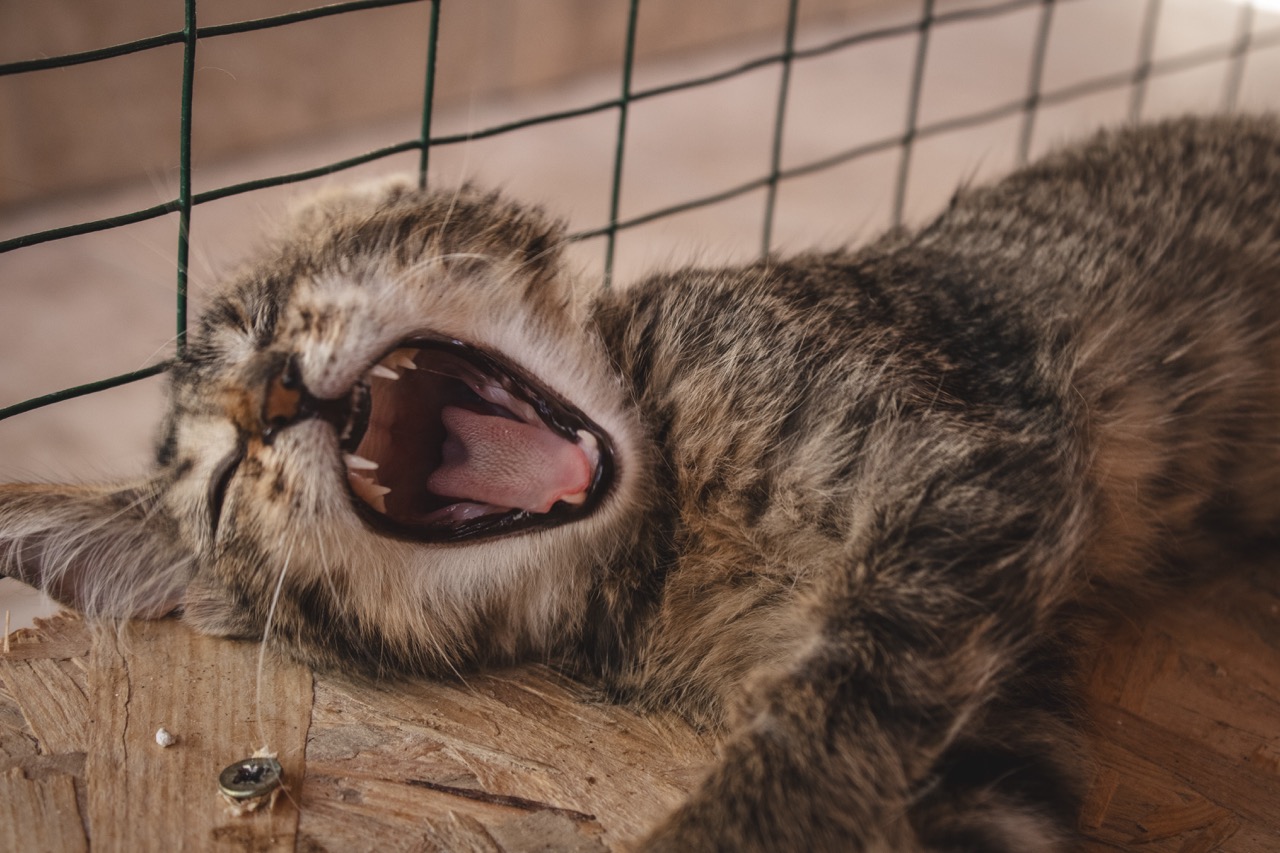 Freedom Sanctuary Rescue and Adoption