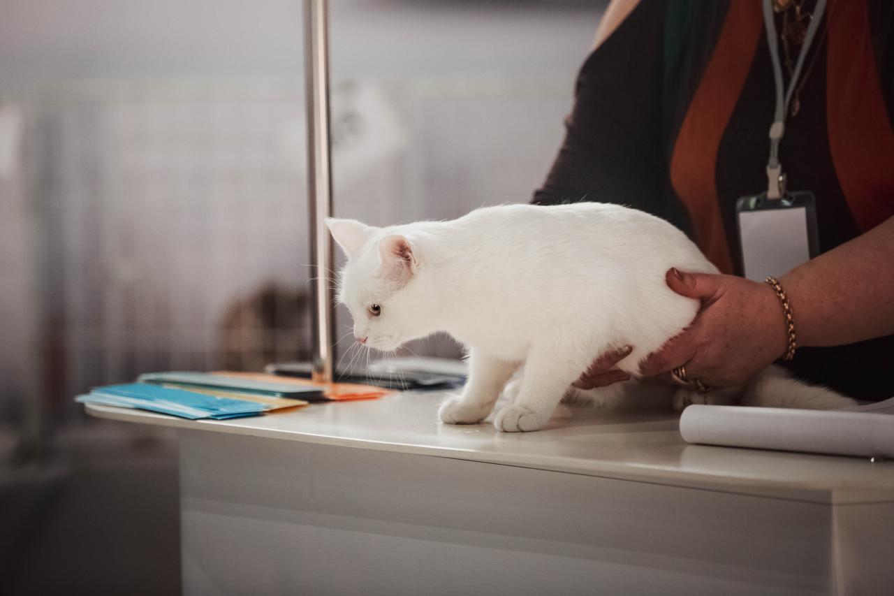 WCF CAT SHOW 2025