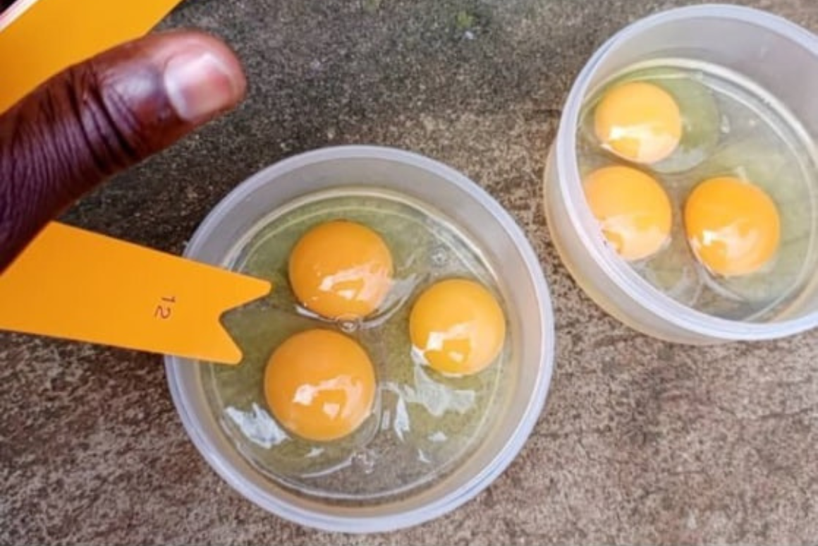 The golden standard: how to ensure yolk colour? | FeedLance Insights